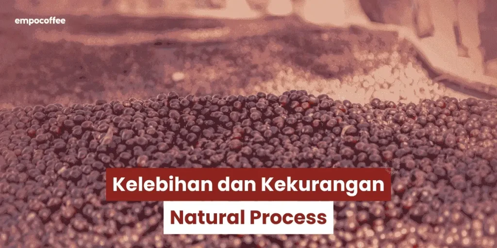 Natural Process: Proses Alami Pengolahan Kopi Sejak Dulu! - Empo Coffee ...